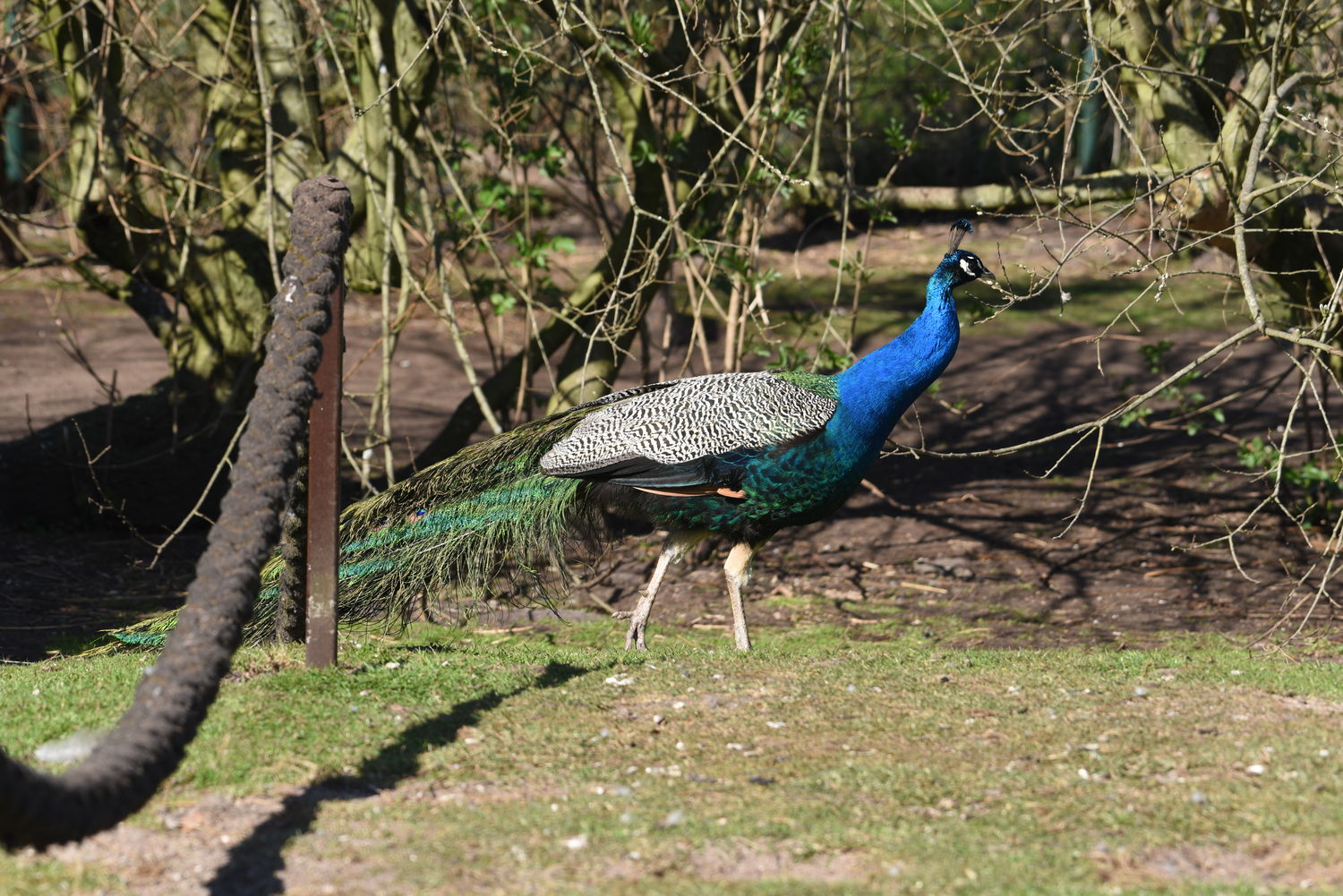 Blauer Pfau - Tierpark Gettorf