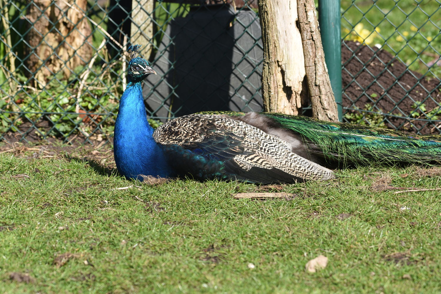 Blauer Pfau - Tierpark Gettorf