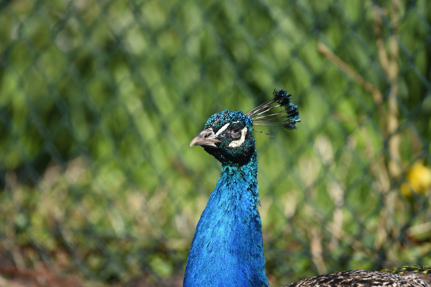 Blauer Pfau - Tierpark Gettorf