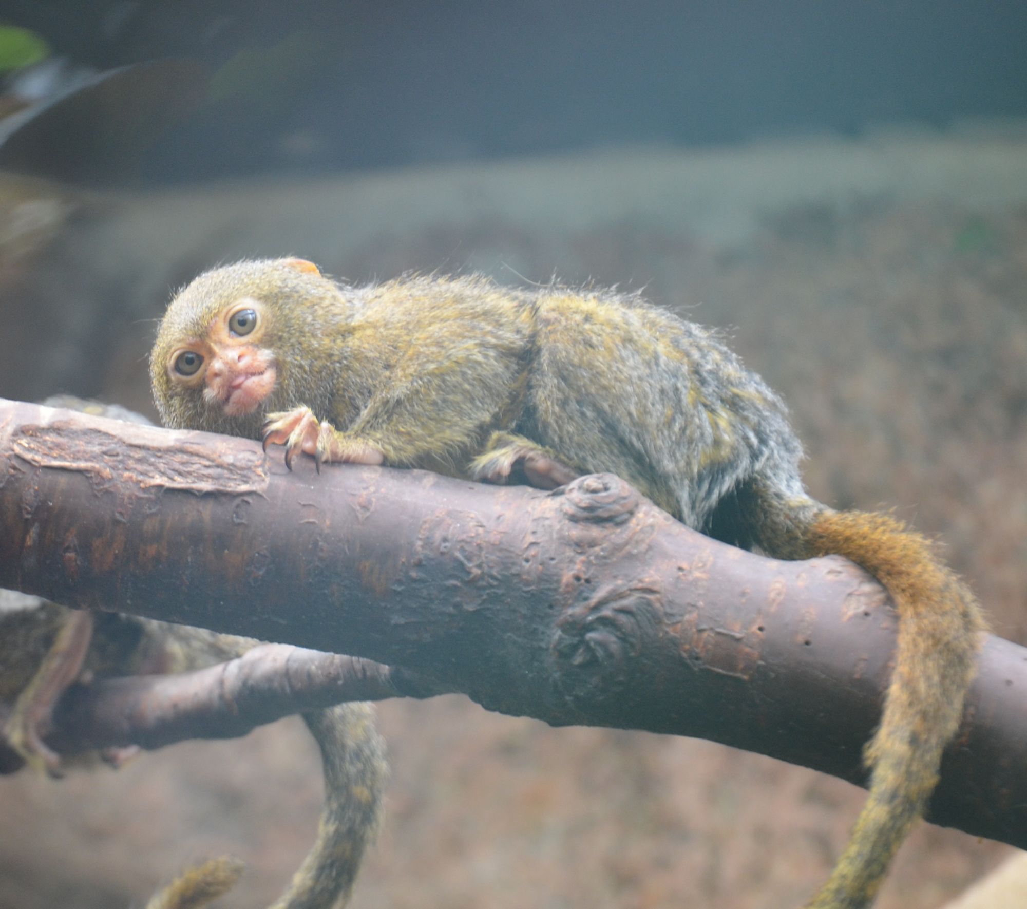 Zwergseidenäffchen - Tierpark Gettorf